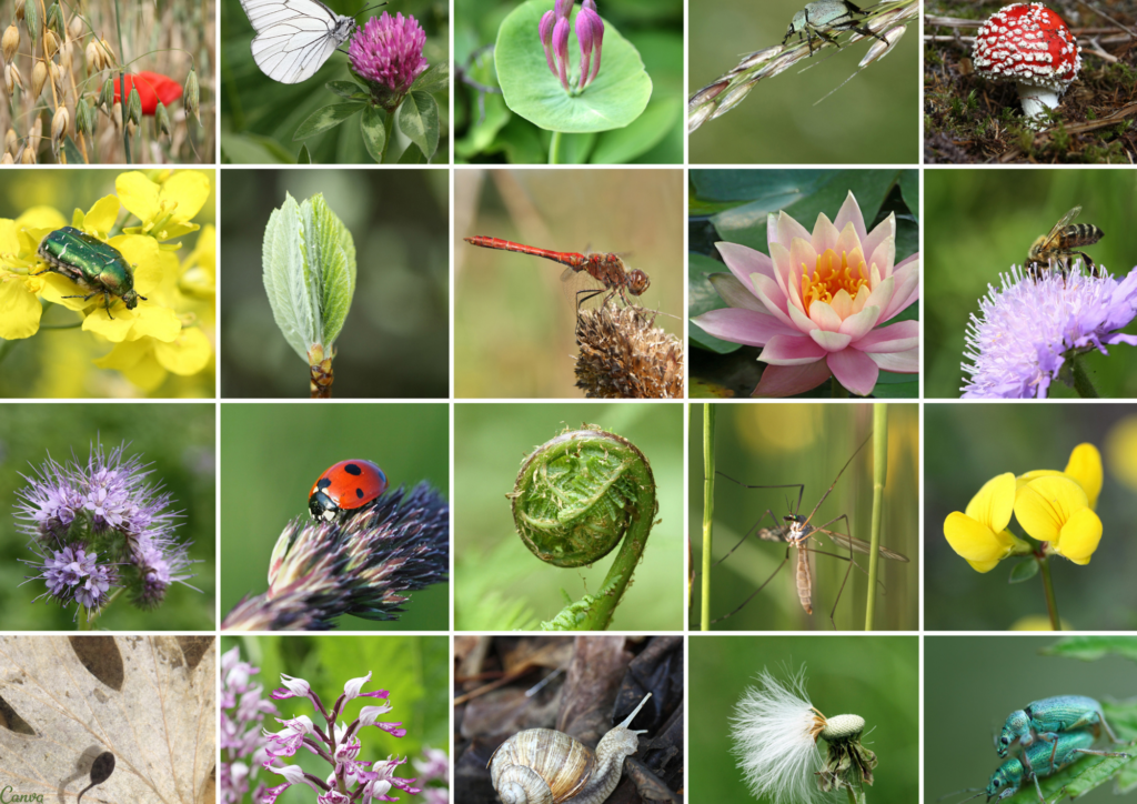 Ekošola – Ekošola kot način življenja