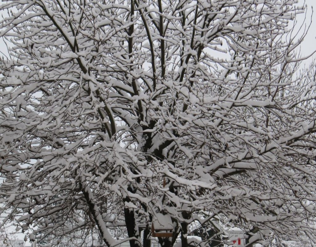 Ekošola – Ekošola kot način življenja