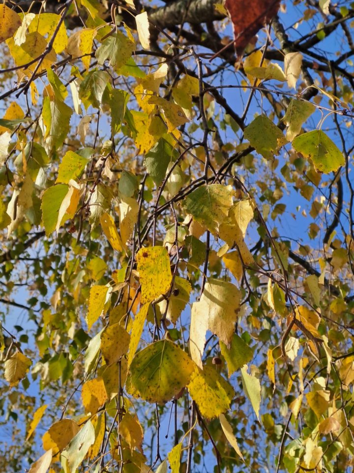 EKOŠOLSKI LIST – NOVEMBER 2024 – Ekošola